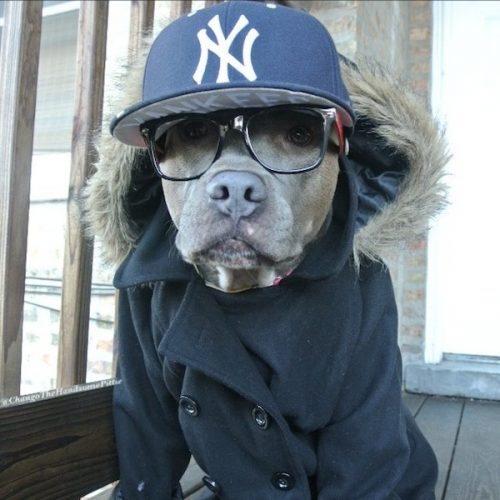Chango Leon: Γνωρίστε το πιο στιλάτο pit bull του Instagram - Bizznews.gr